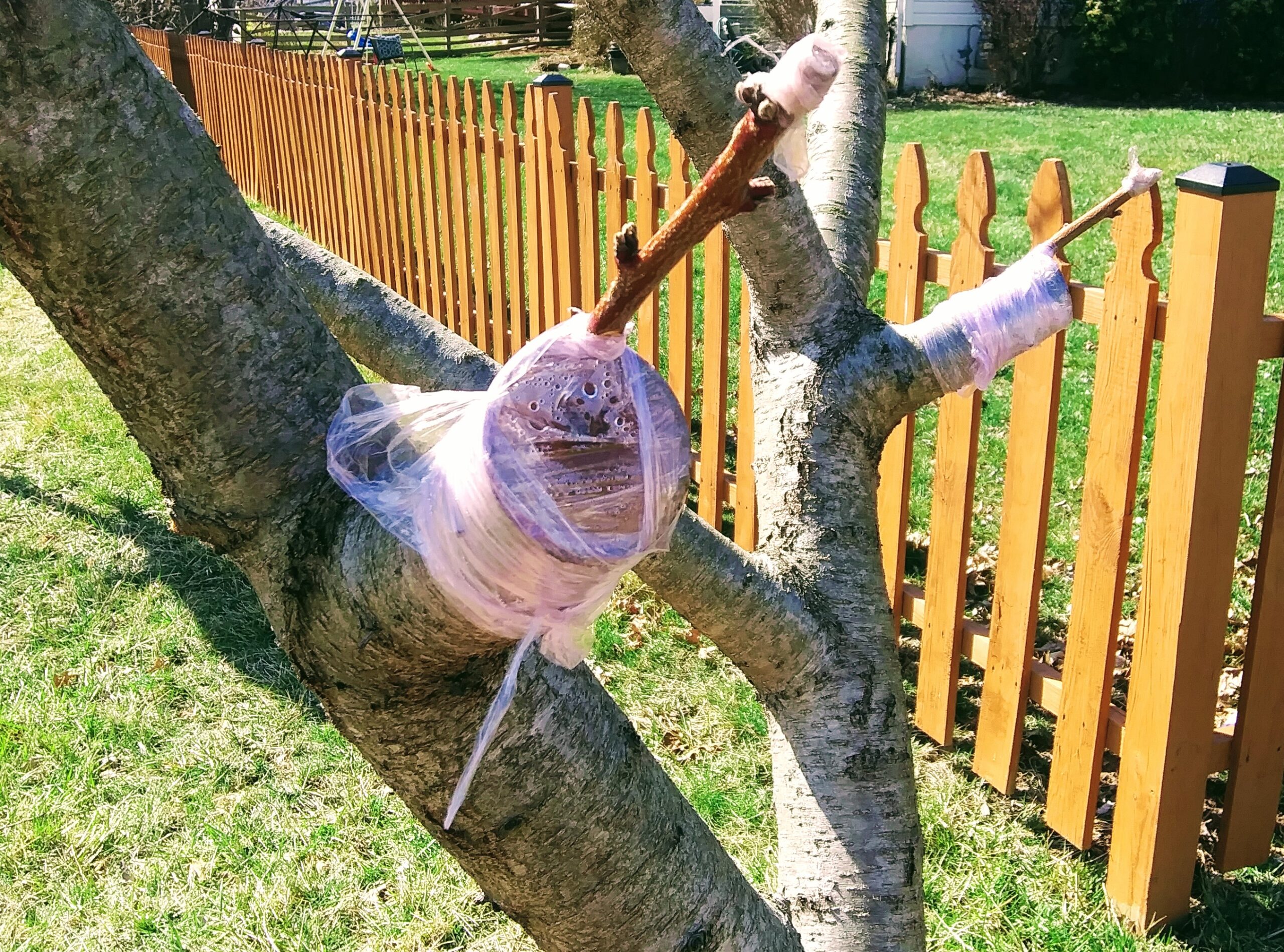 Fruit Tree Grafting • Farmhouse Magic Blog