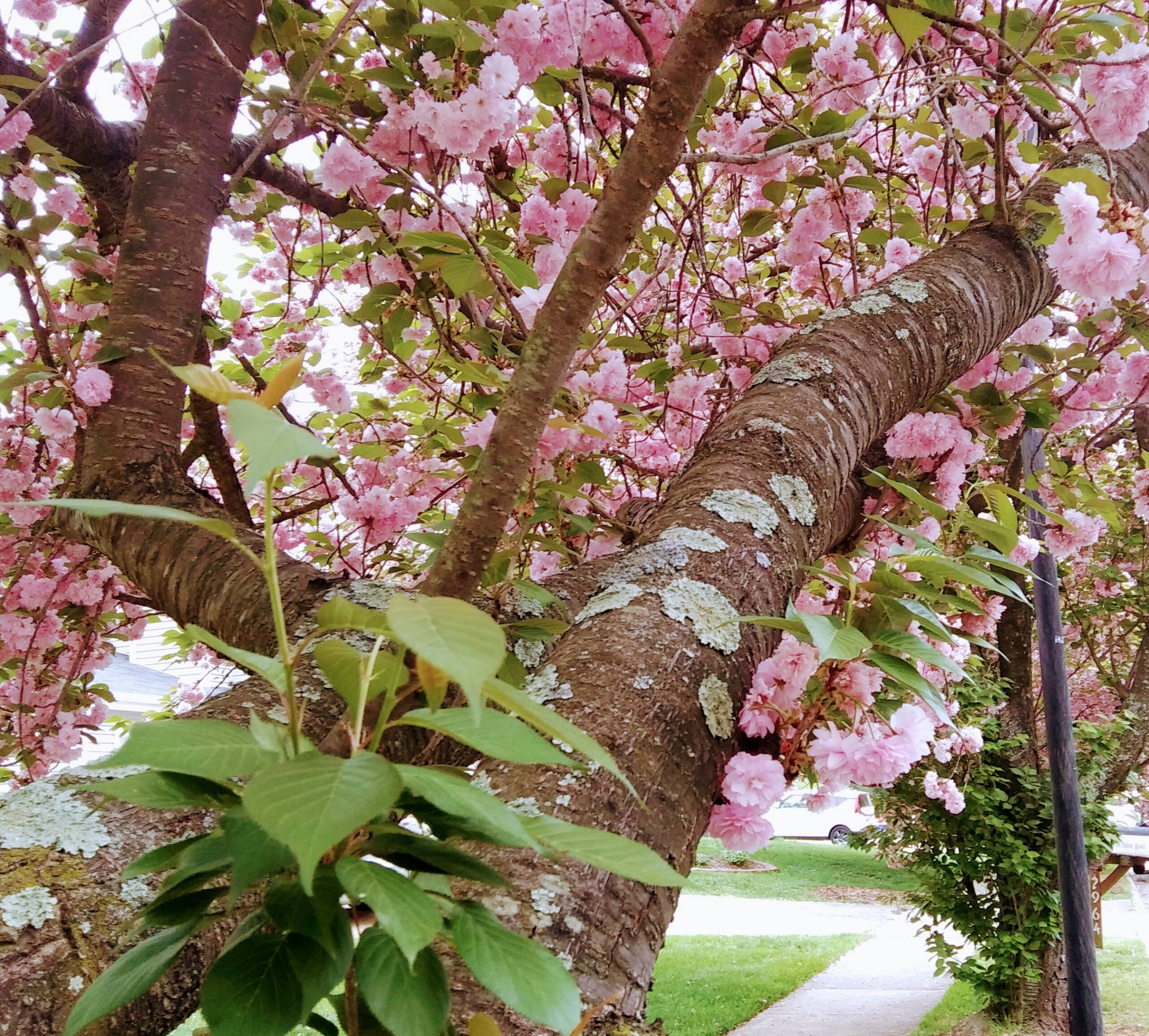 Cherry Trees Bloom • Farmhouse Magic Blog