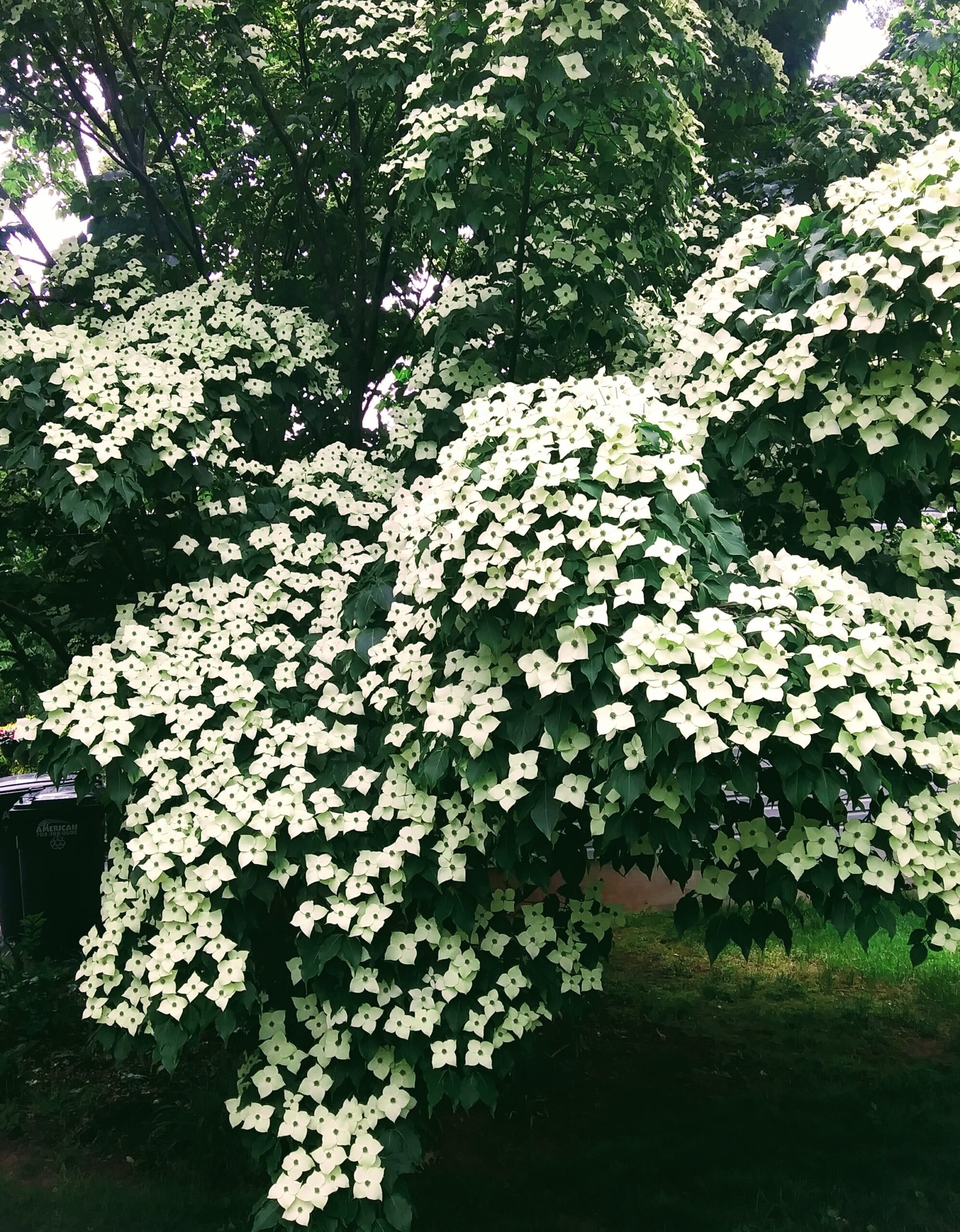 Japanese Dogwood Tree • Farmhouse Magic Blog