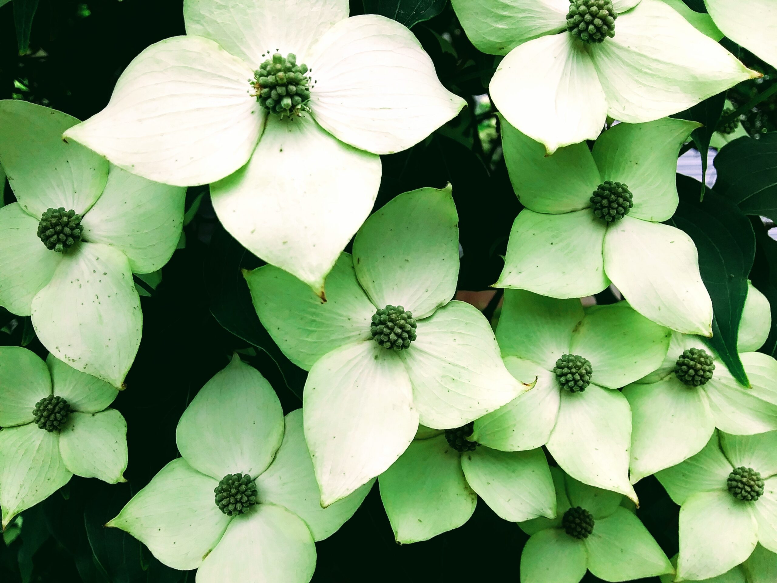 Basset Hound Rescue • Farmhouse Magic Blog