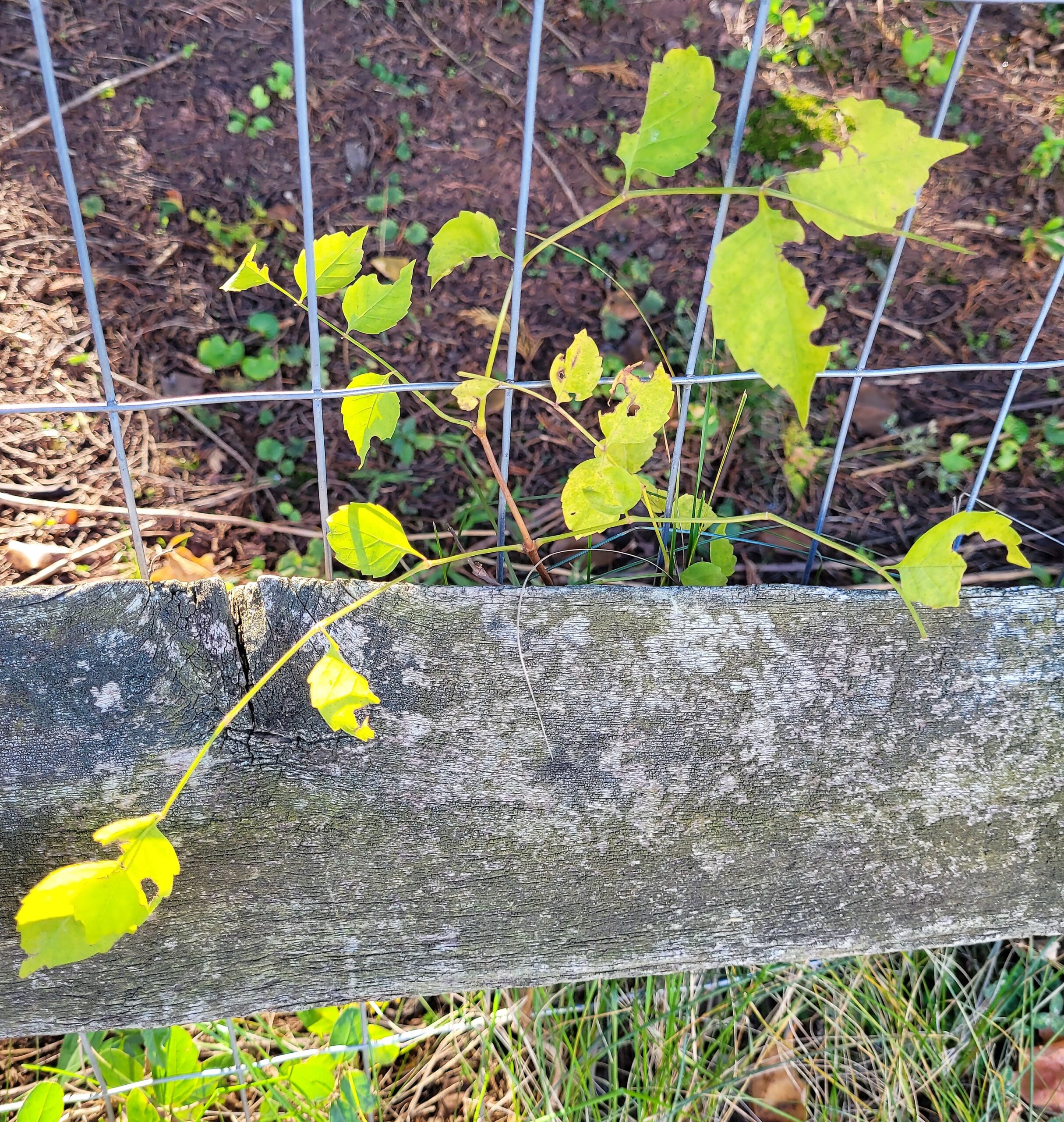 Running Bamboo • Farmhouse Magic Blog