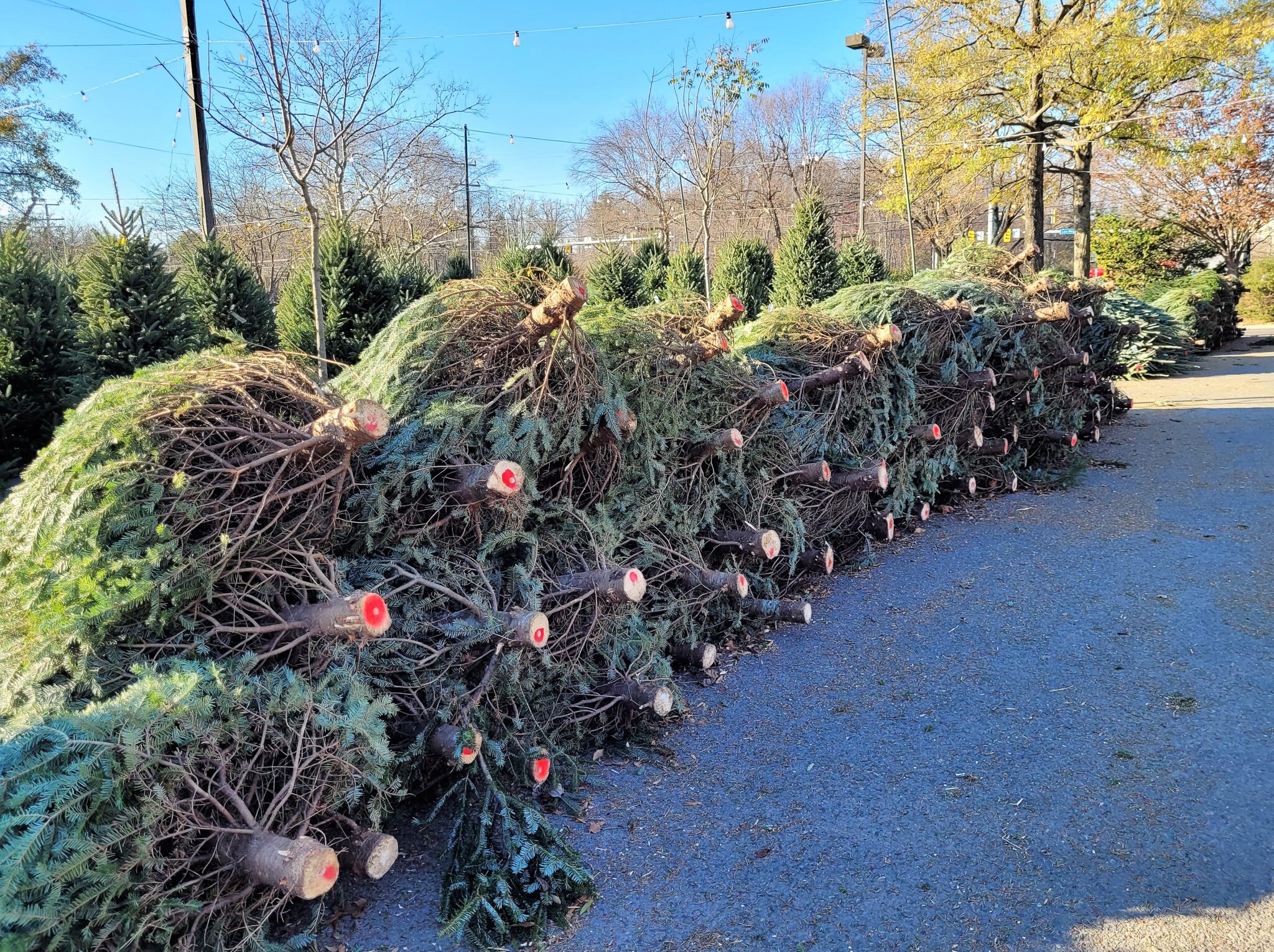 Real or Artificial Trees • Farmhouse Magic Blog