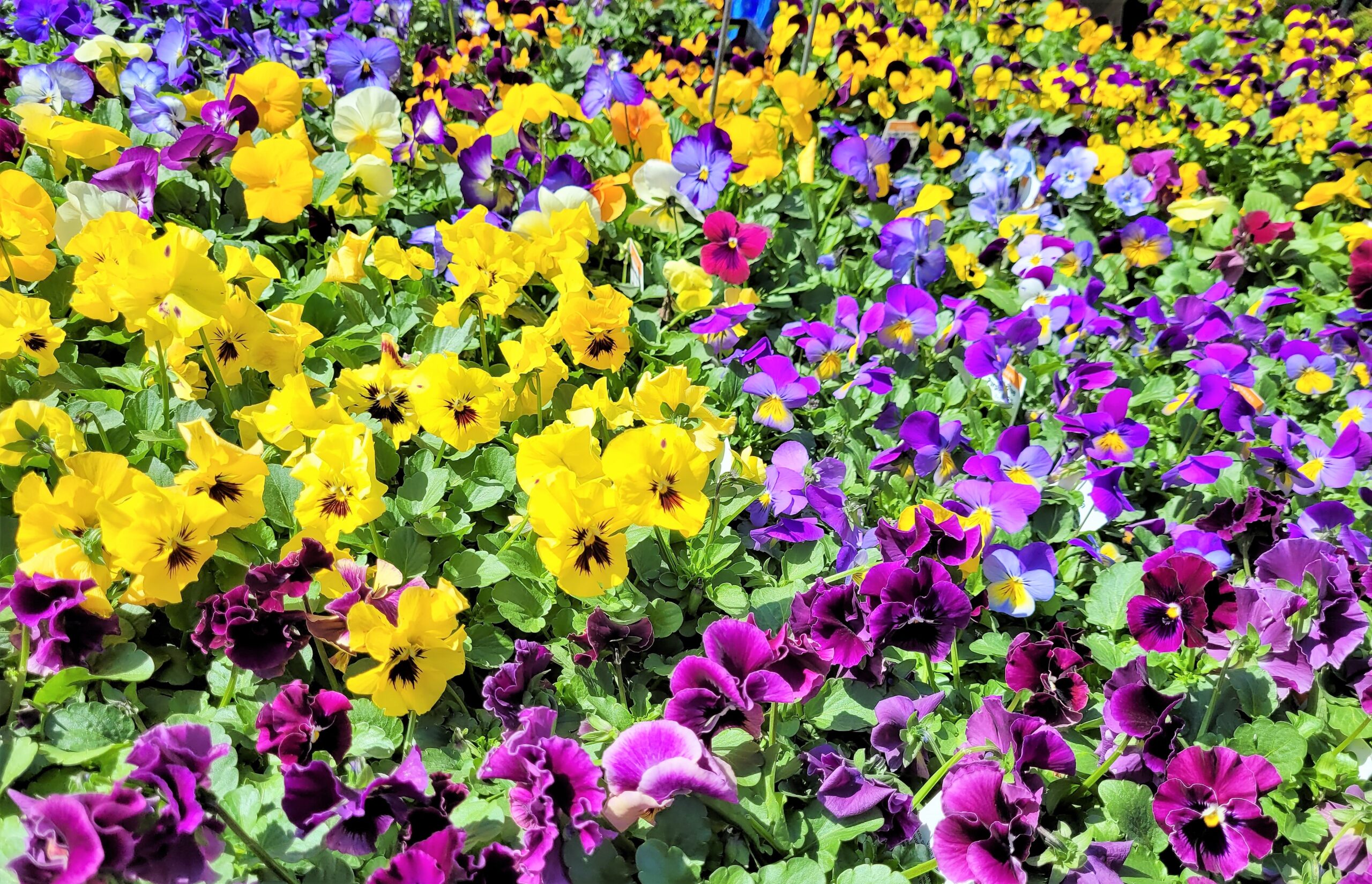 Colorful Spring Flowers • Farmhouse Magic Blog