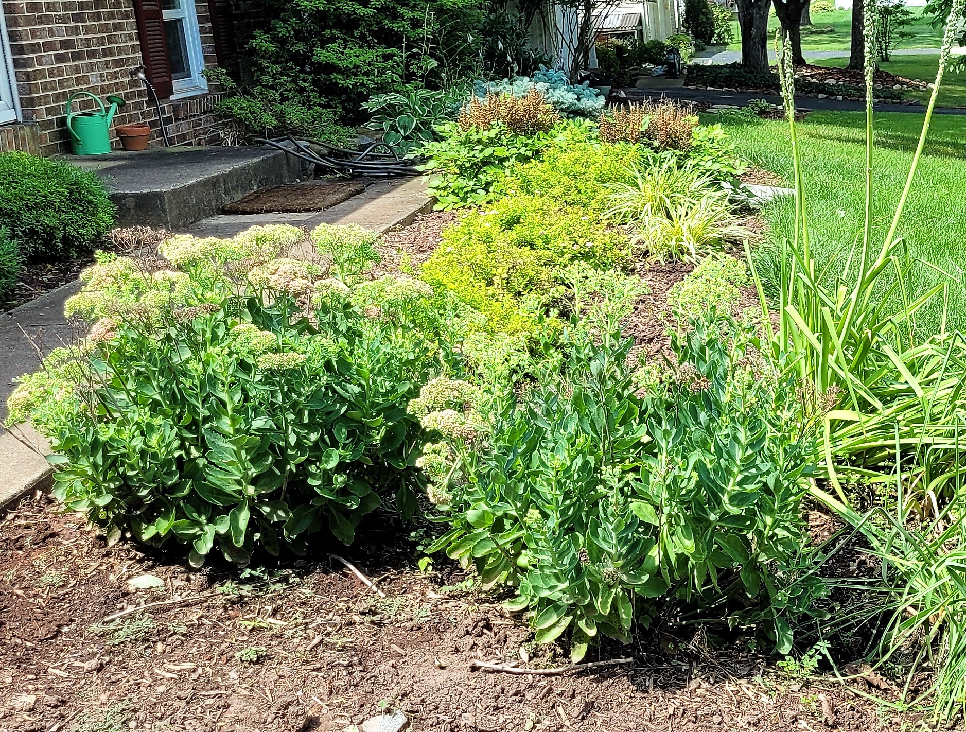 Drought Tolerant Plants • Farmhouse Magic Blog