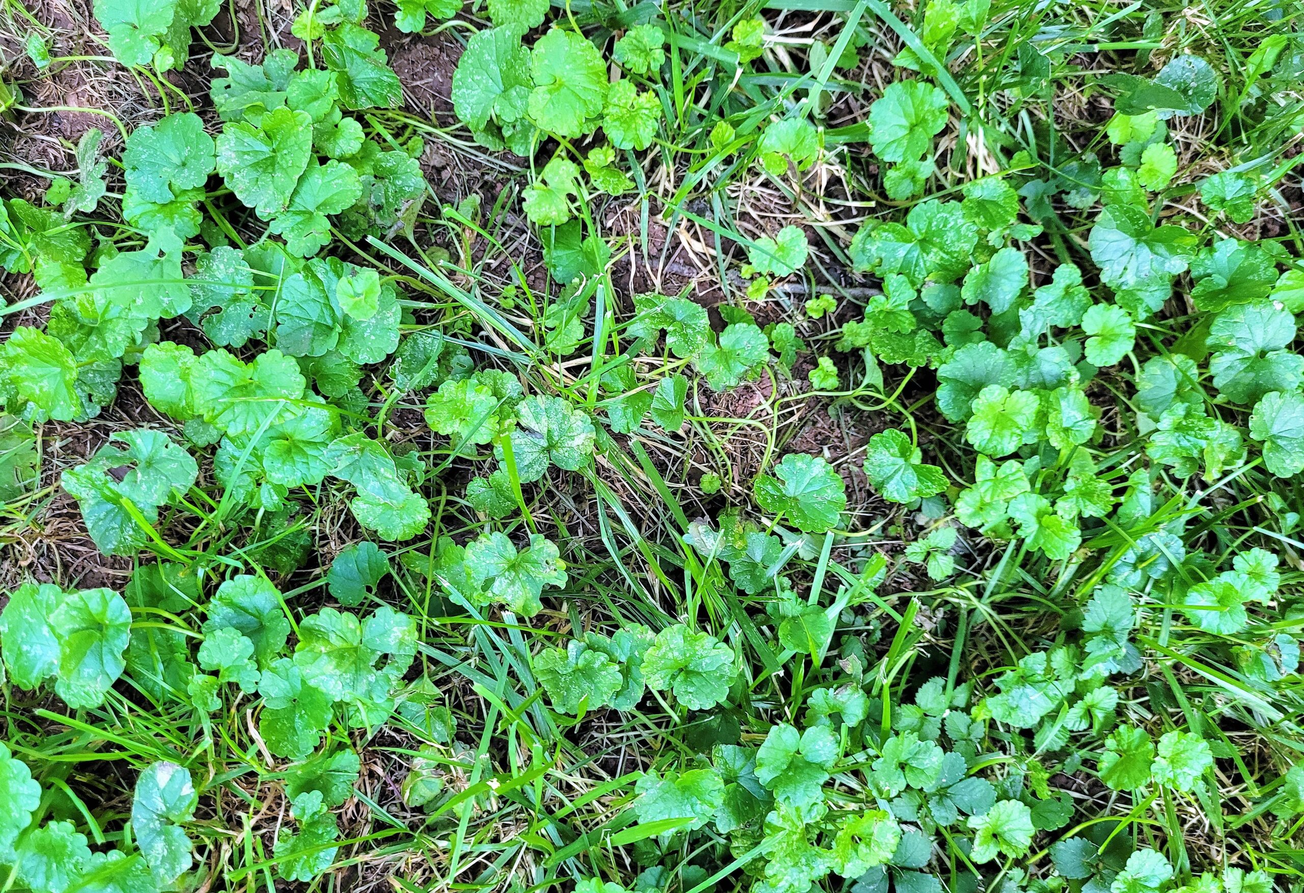 Managing Weeds • Farmhouse Magic Blog