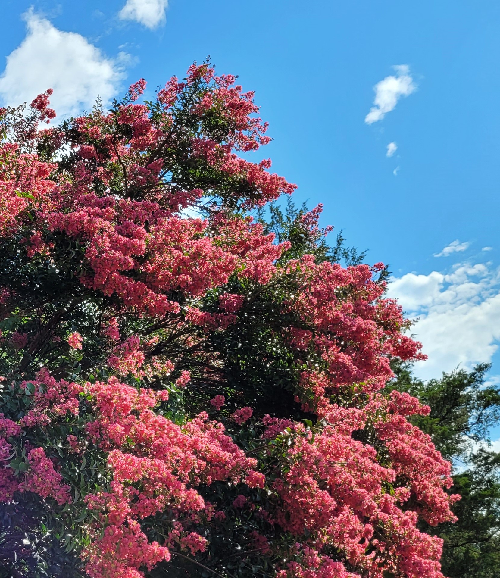 Crape Myrtle • Farmhouse Magic Blog