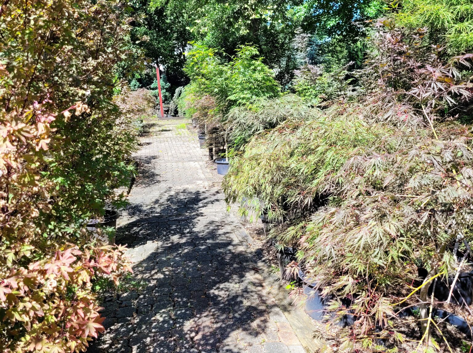 Betty's Azalea Ranch • Farmhouse Magic Blog