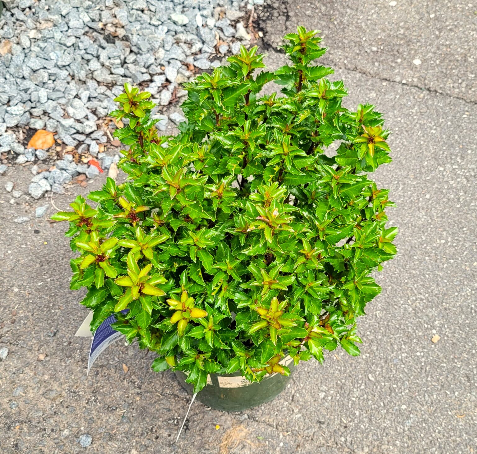 Little Rascal Holly • Farmhouse Magic Blog