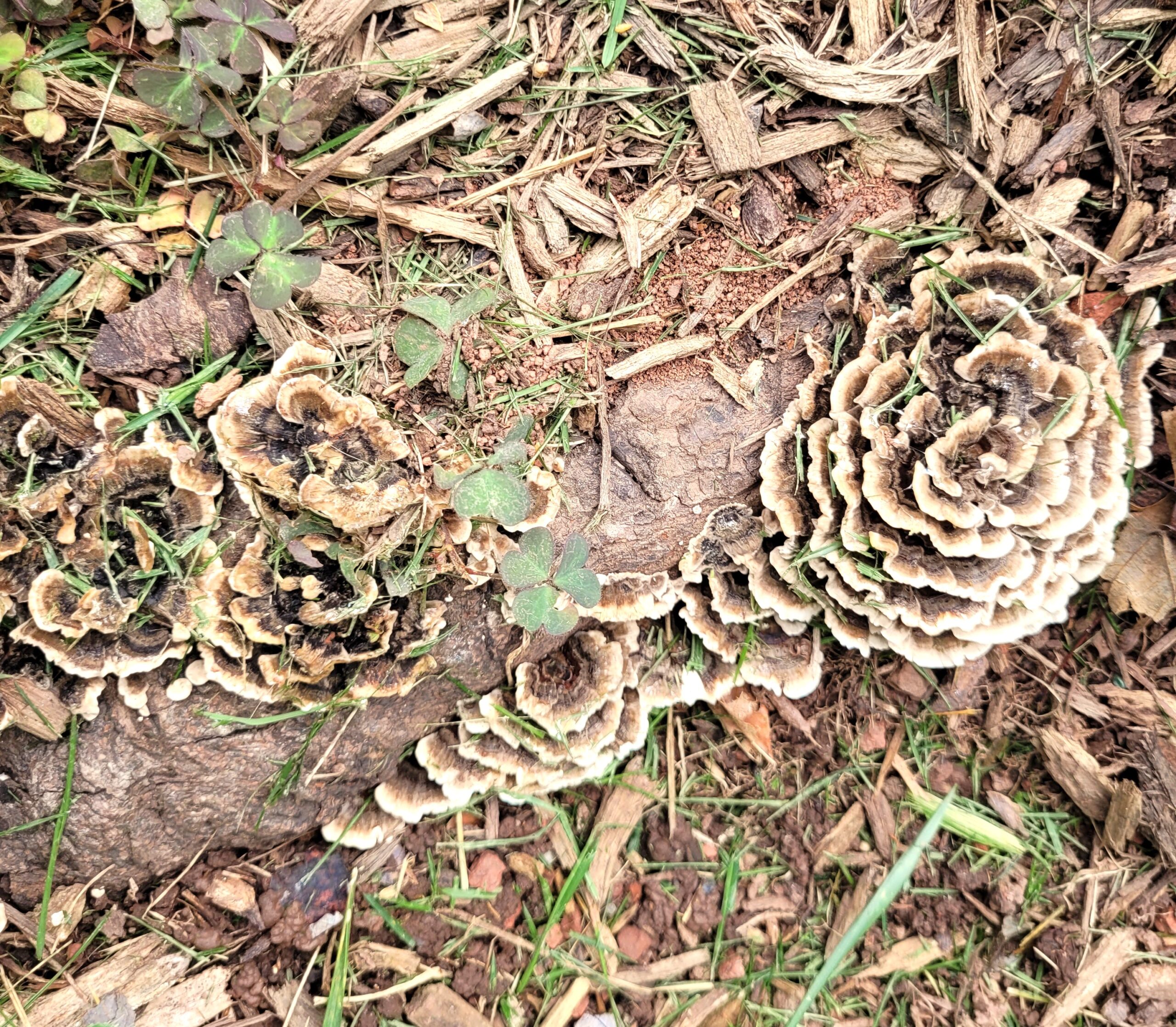 Maple Root Fungus • Farmhouse Magic Blog