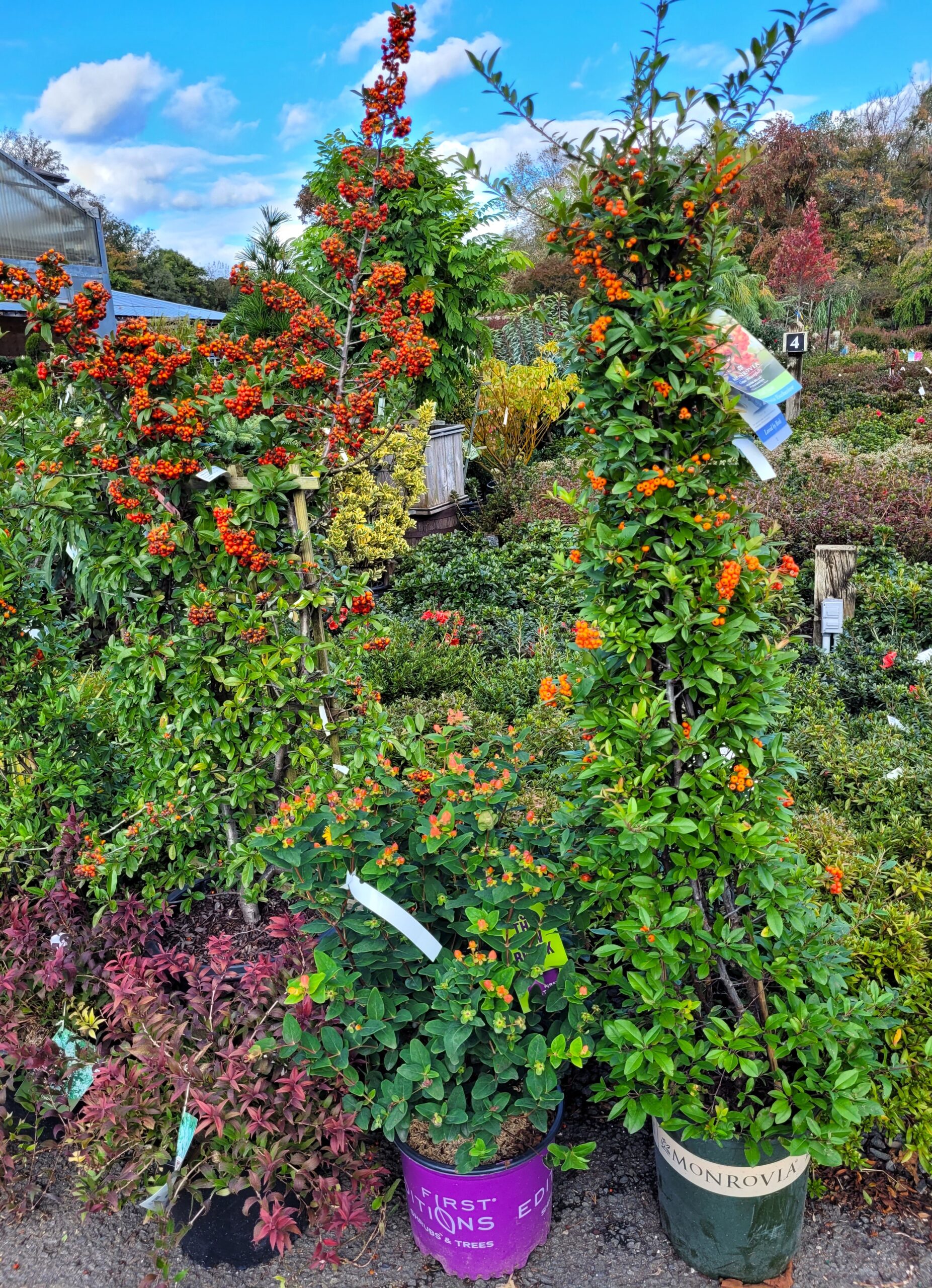 Sweet, Thorny Pyracantha • Farmhouse Magic Blog