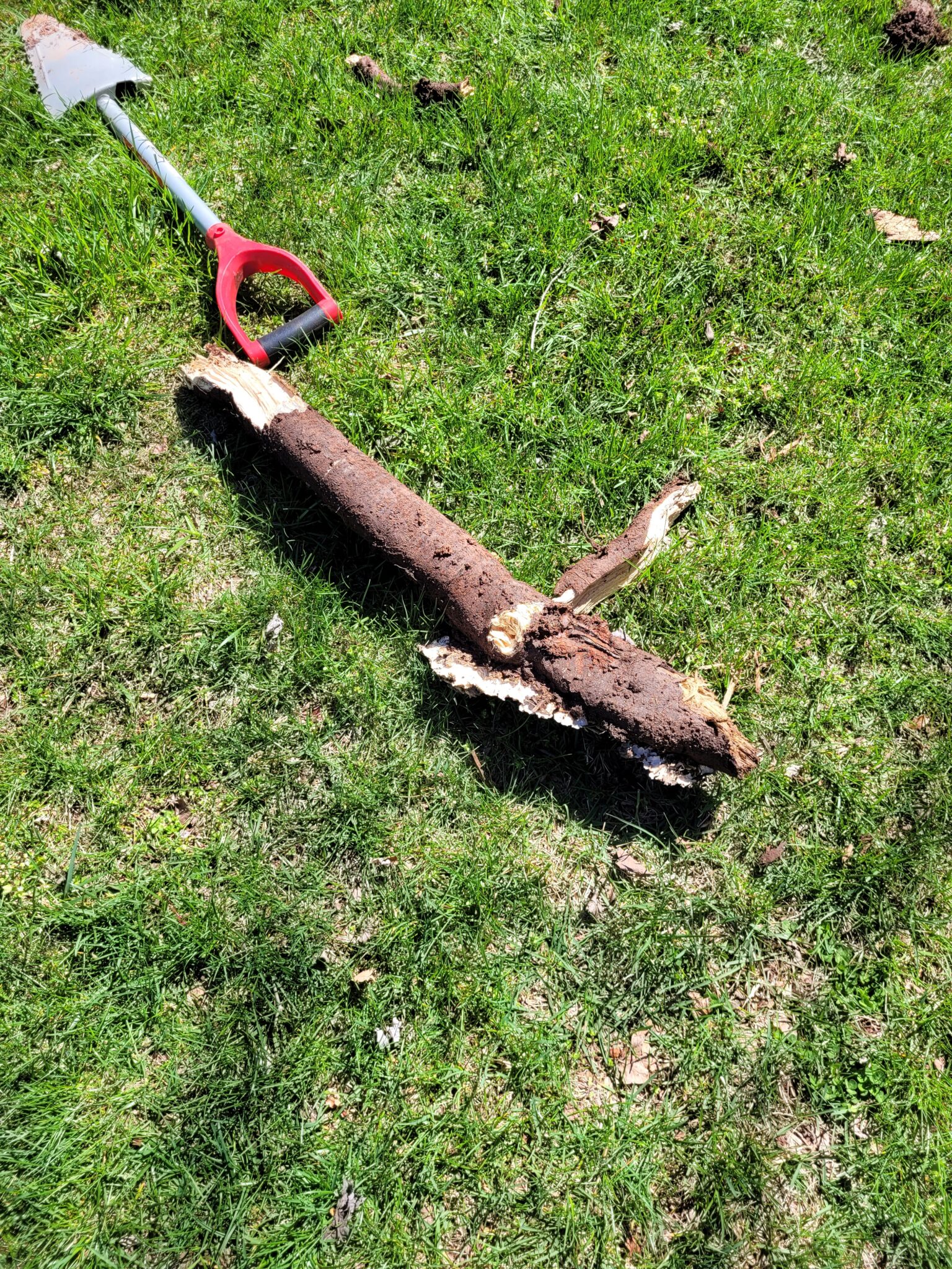 Goodby Tree Roots • Farmhouse Magic Blog