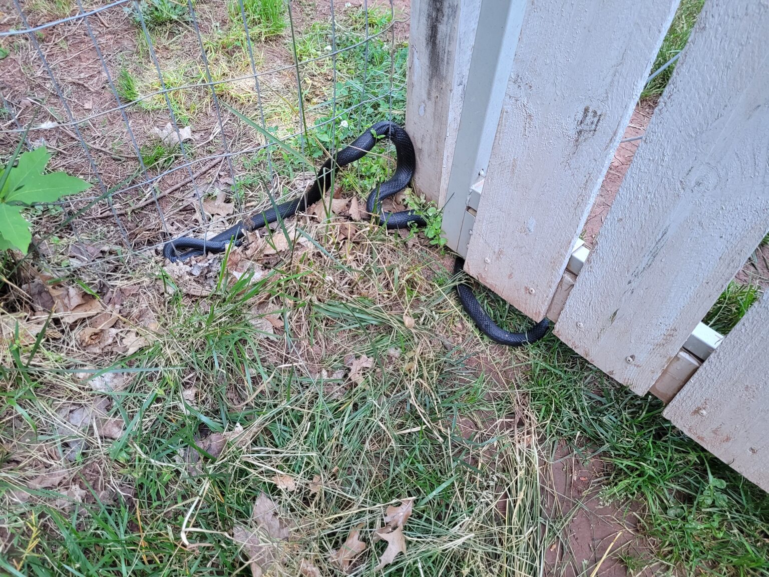 Large Black Snake • Farmhouse Magic Blog