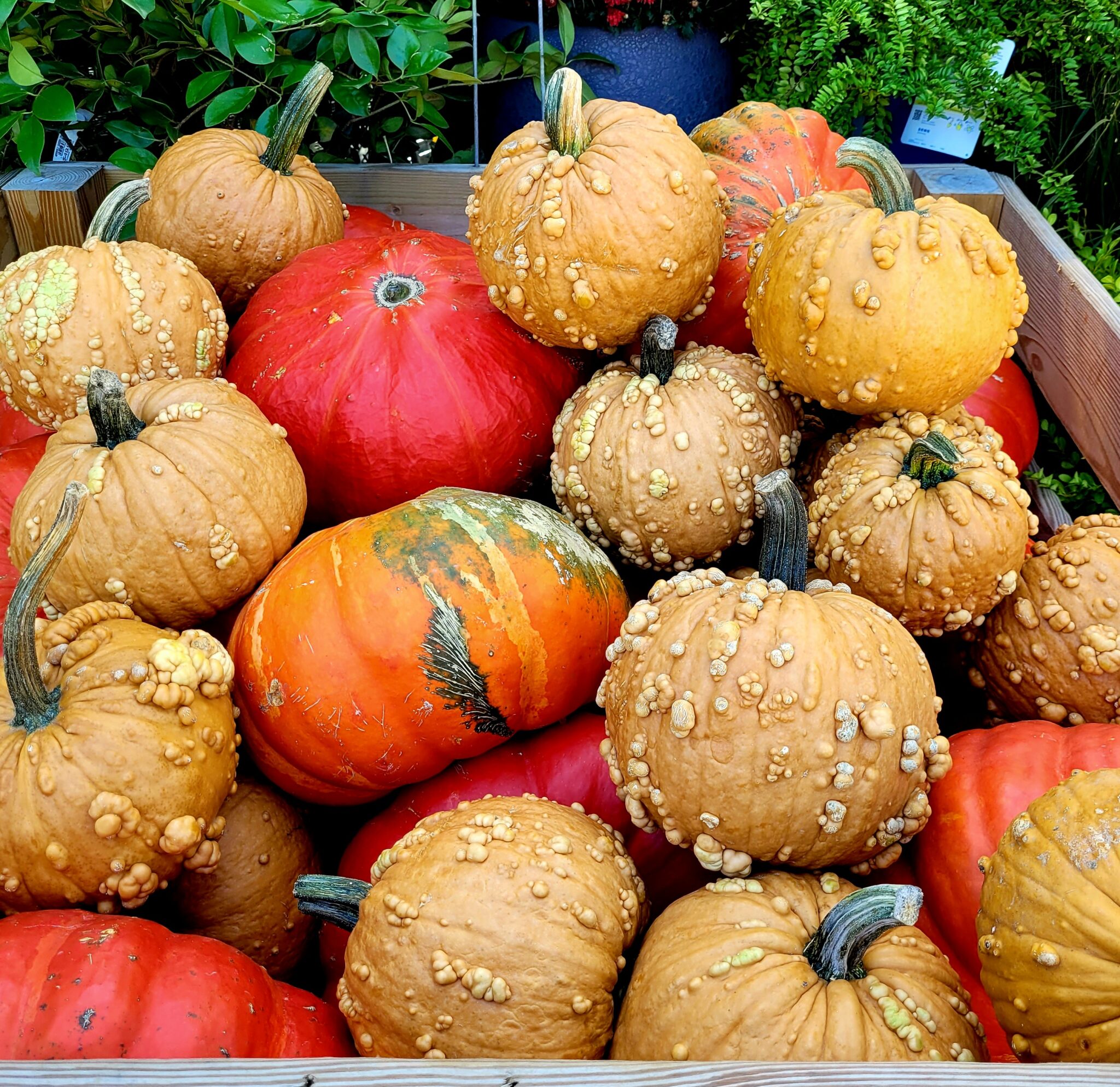 Pumpkin Color Choices • Farmhouse Magic Blog