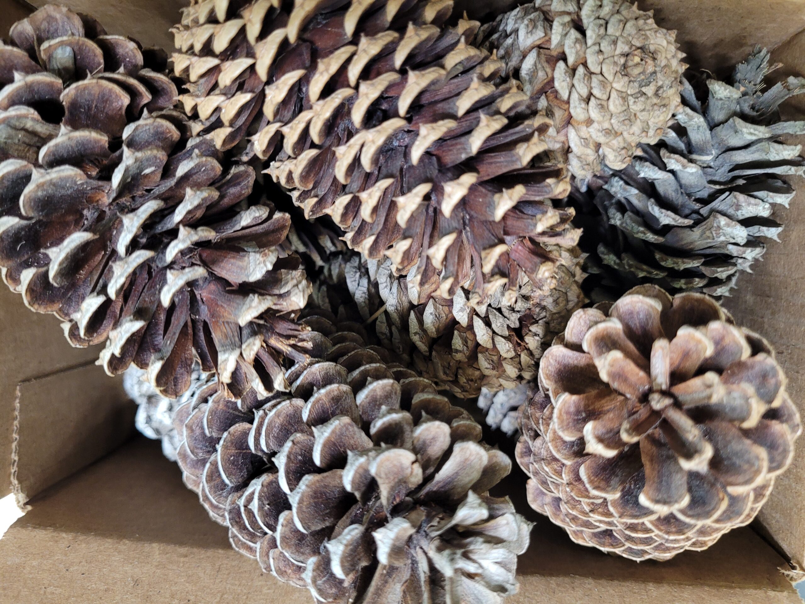 Box of Pinecones • Farmhouse Magic Blog