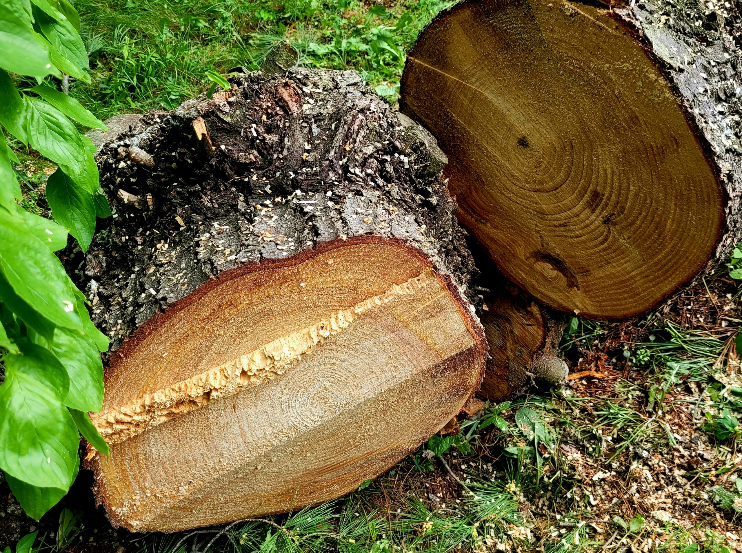 Pine Tree Removal • Farmhouse Magic Blog