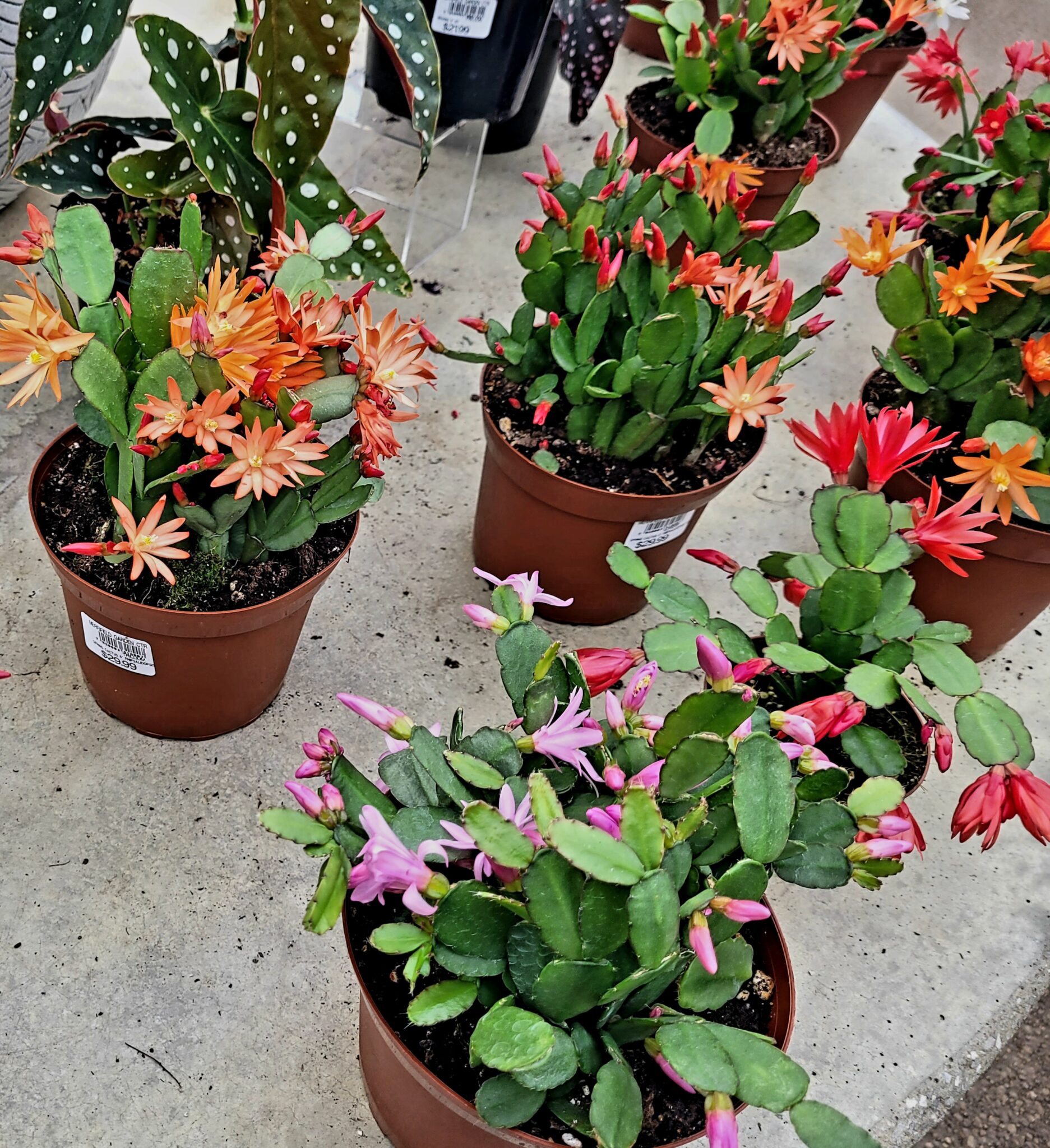 Spring Cacti • Farmhouse Magic Blog